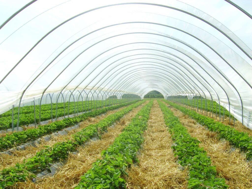 Elite Top Vent polytunnels – Elite Tunnels Ltd